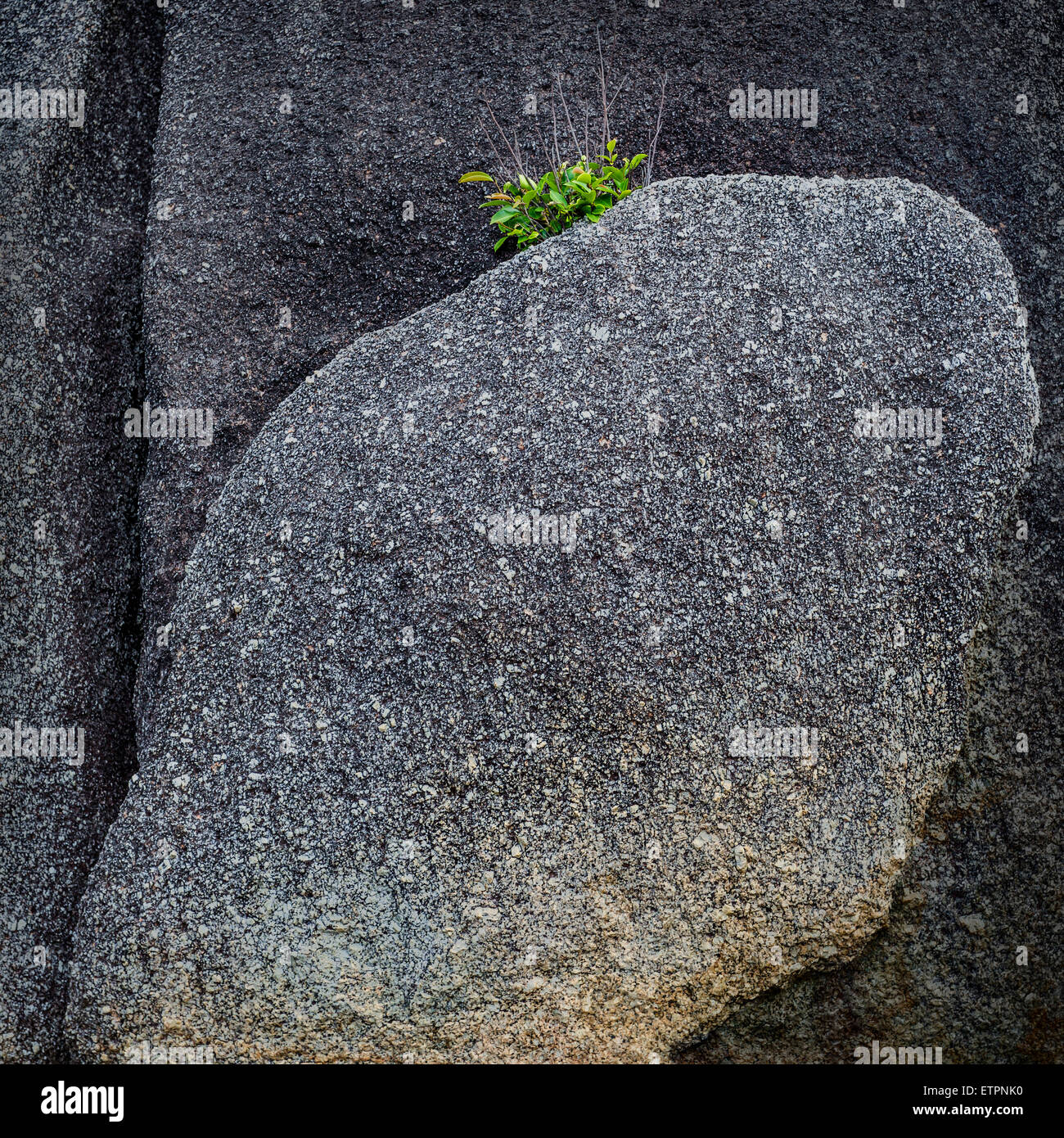 Plant on stone hi-res stock photography and images - Alamy