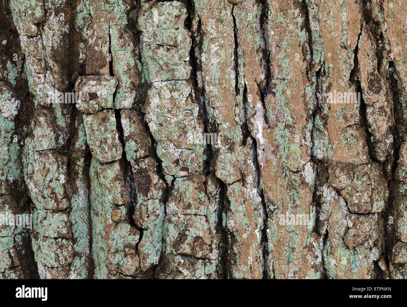 Oak bark texture hi-res stock photography and images - Alamy