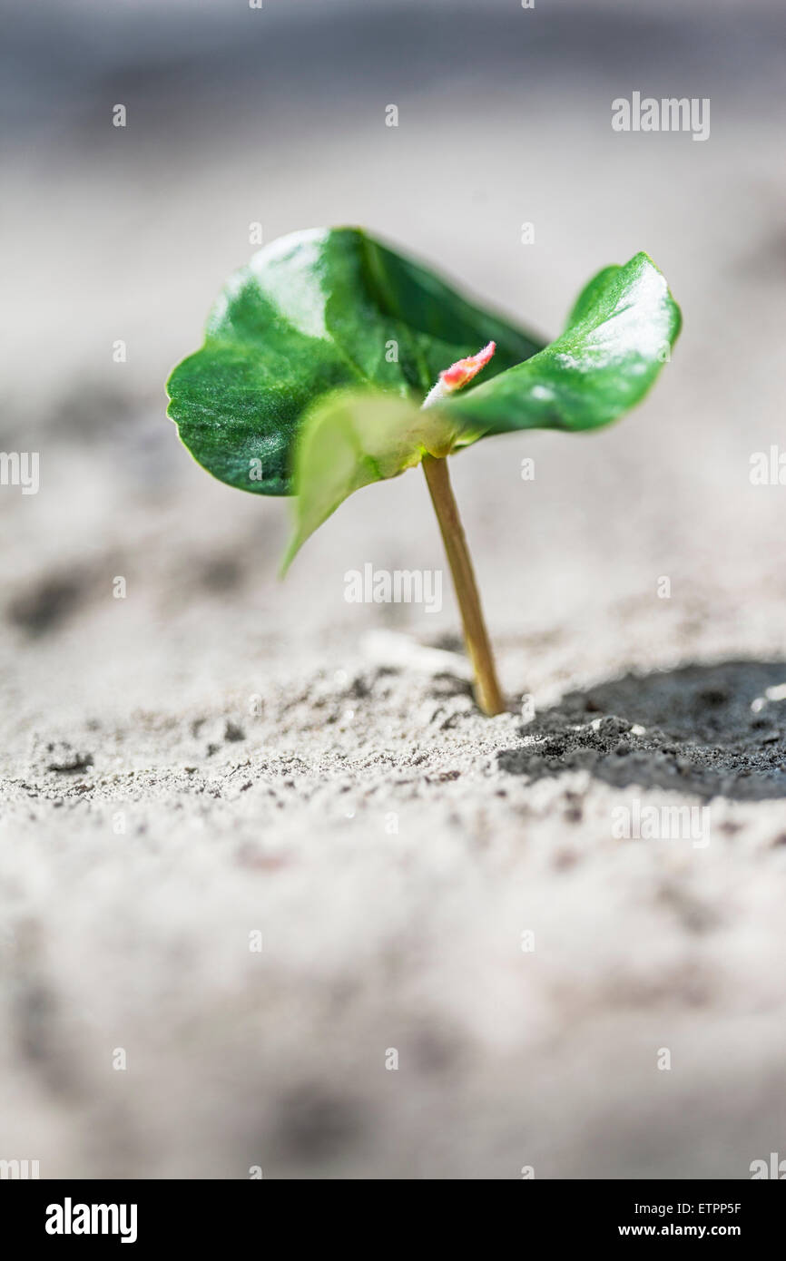 Small flower growing out of the sand Stock Photo - Alamy