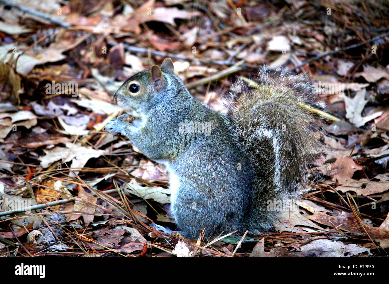 Fall leaves with squirrel hi-res stock photography and images - Alamy