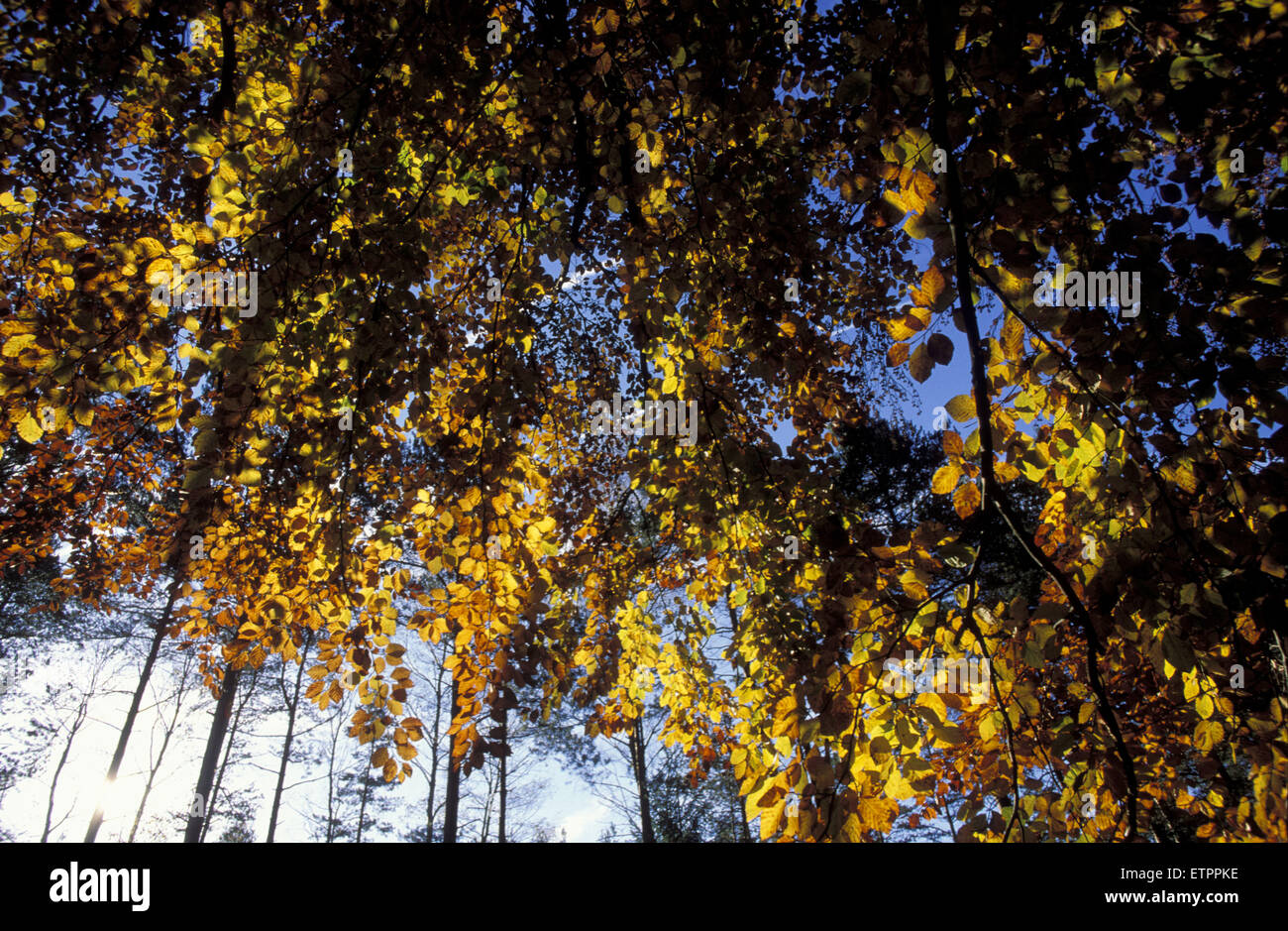 BEL, Belgium, beech tree at the fen at the forest of Raeren. BEL ...