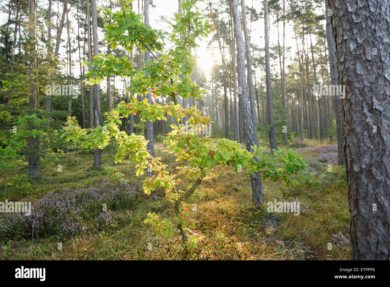 Landscape, common oak, Quercus robur, pinewood Stock Photo - Alamy