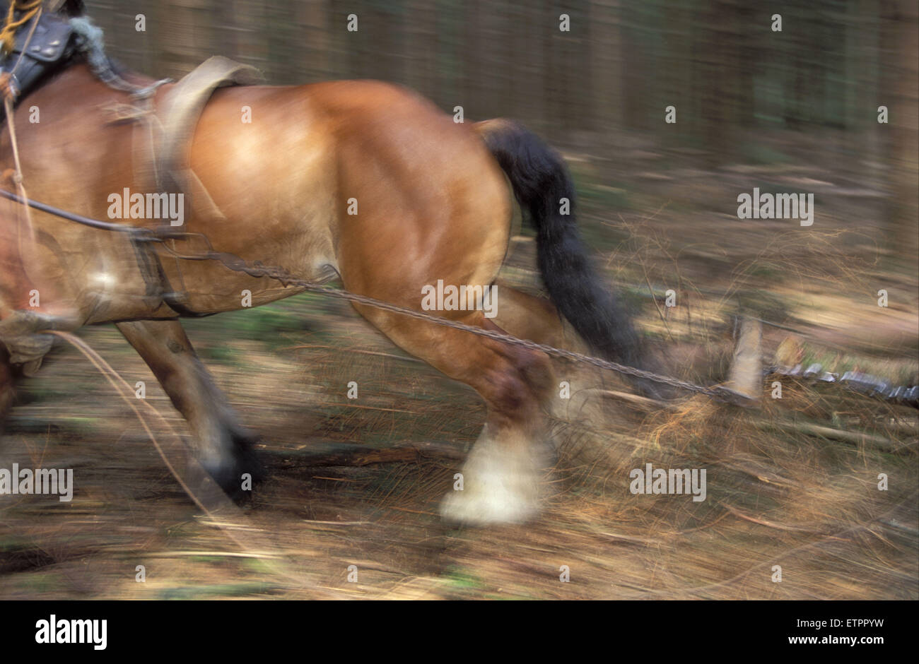 Ardennen wald hi-res stock photography and images - Alamy