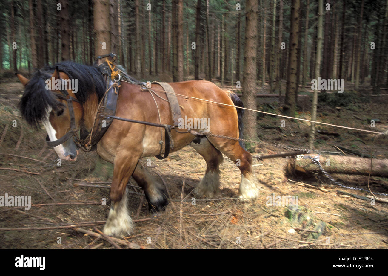 BEL, Belgium, the forest of Raeren, forestry work with horses ...