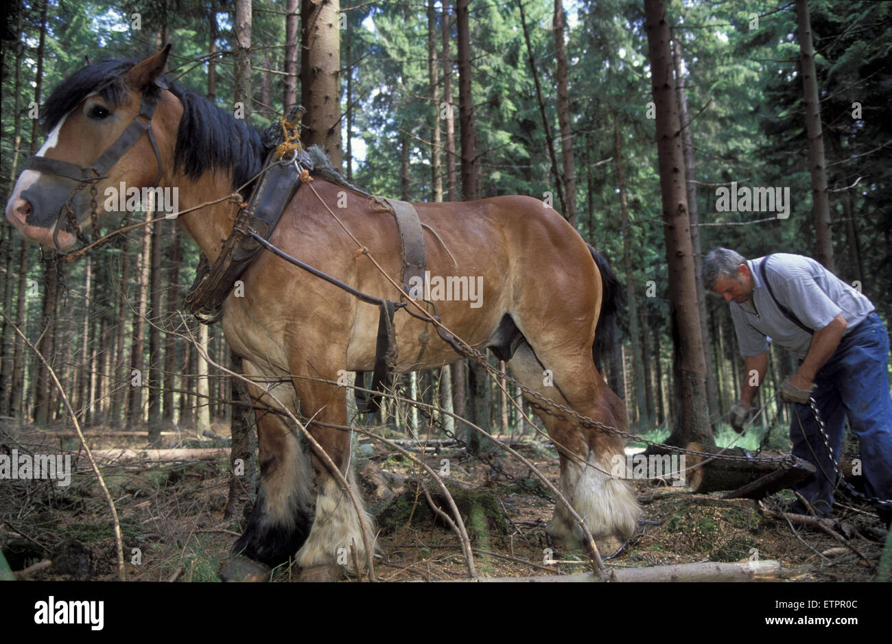 BEL, Belgium, the forest of Raeren, forestry work with horses ...