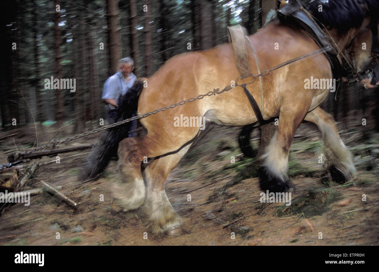 Ardennen wald hi-res stock photography and images - Alamy