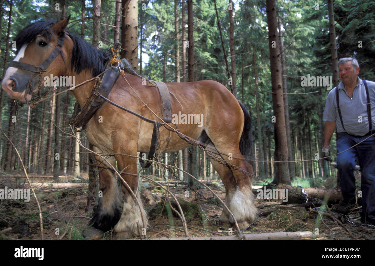 BEL, Belgium, the forest of Raeren, forestry work with horses ...