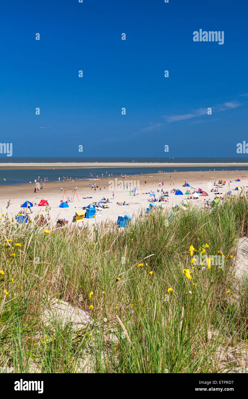 Sandy dune, beachgrass, beach at island Langeoog, East Frisian island ...