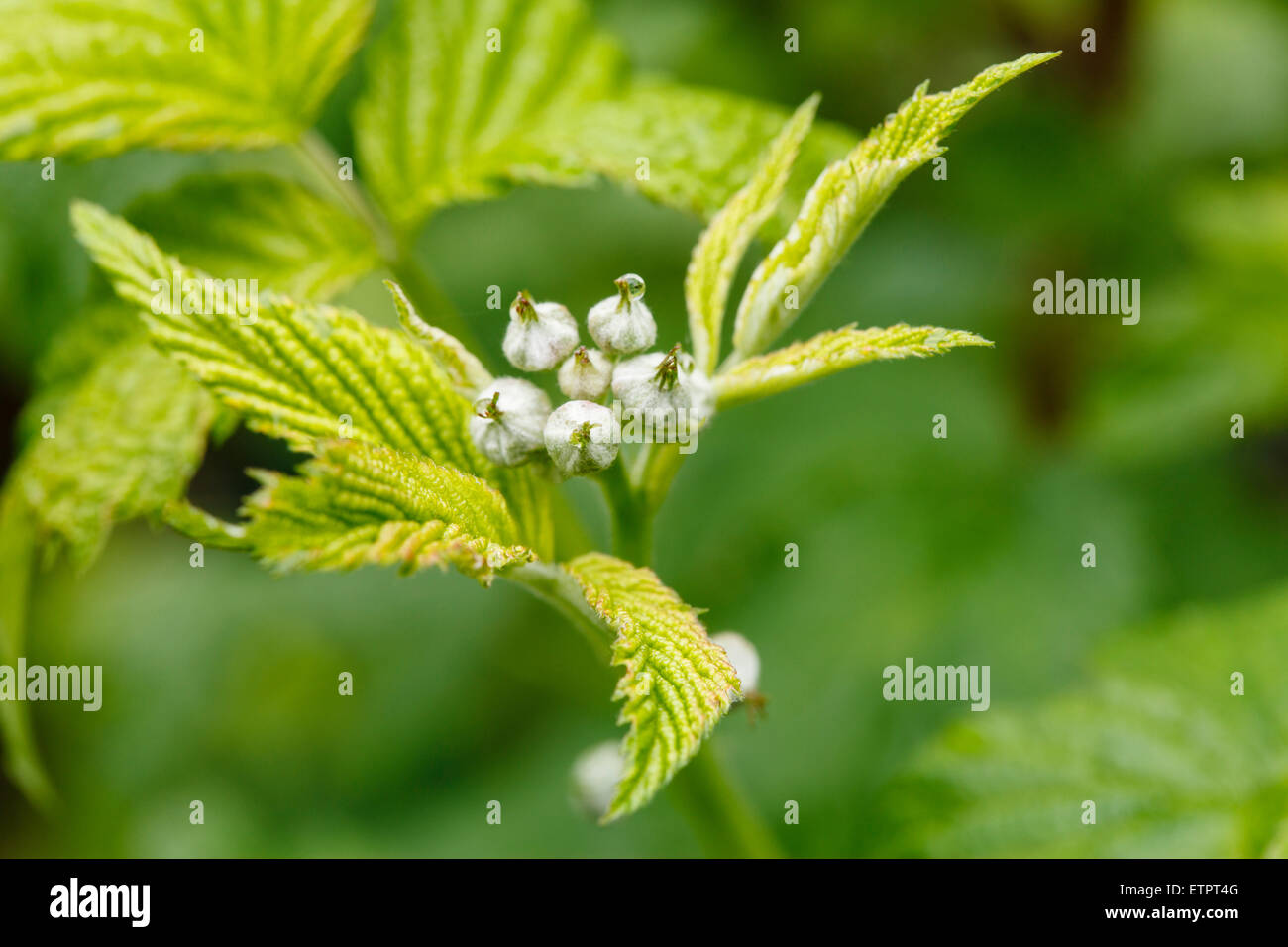 Raspberry blossoms before opening Stock Photo - Alamy