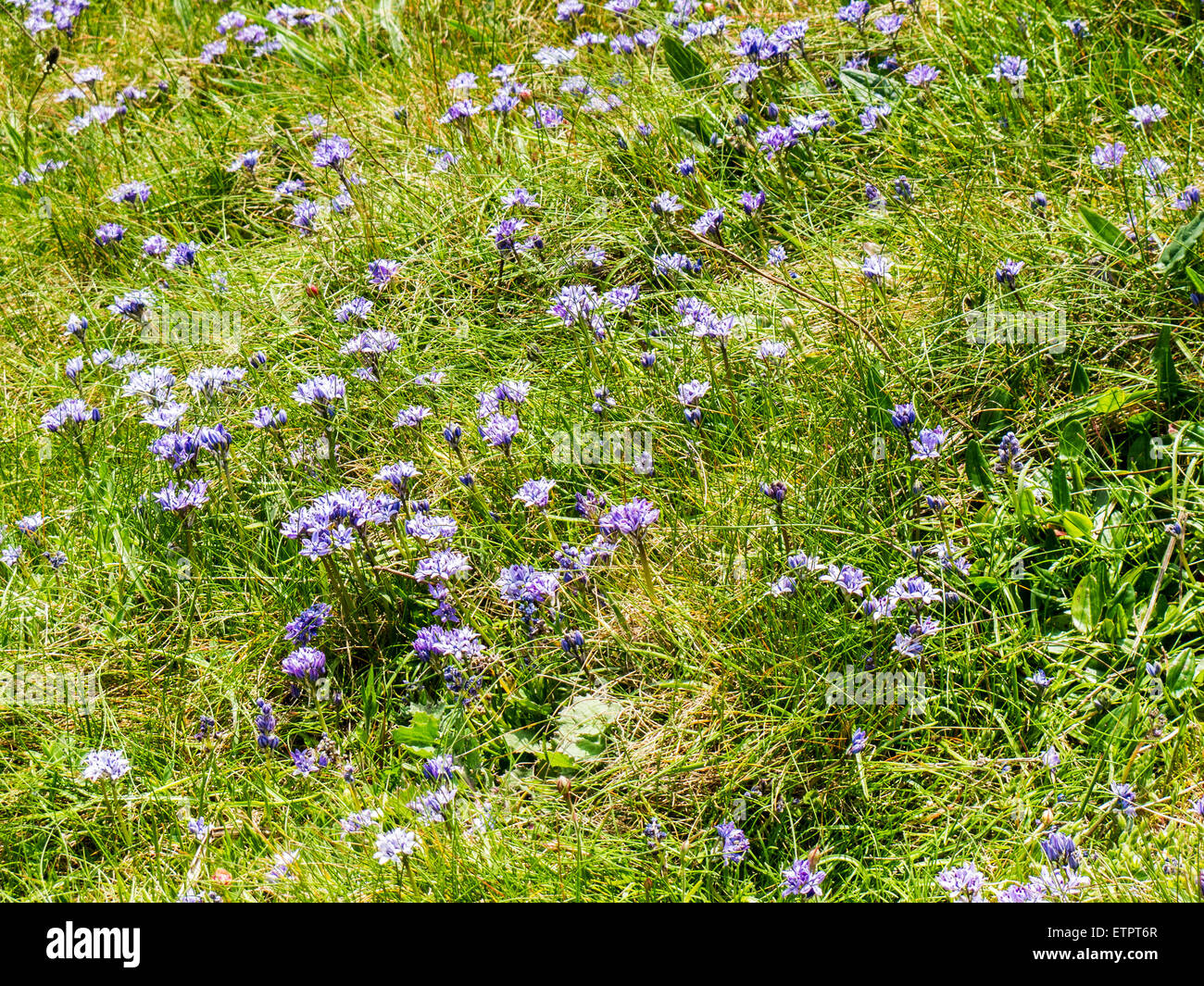 Scilla verna hi-res stock photography and images - Alamy