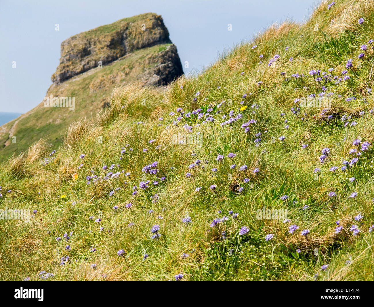 Spring Squill, scilla verna, growing on Worm's Head on the Gower ...