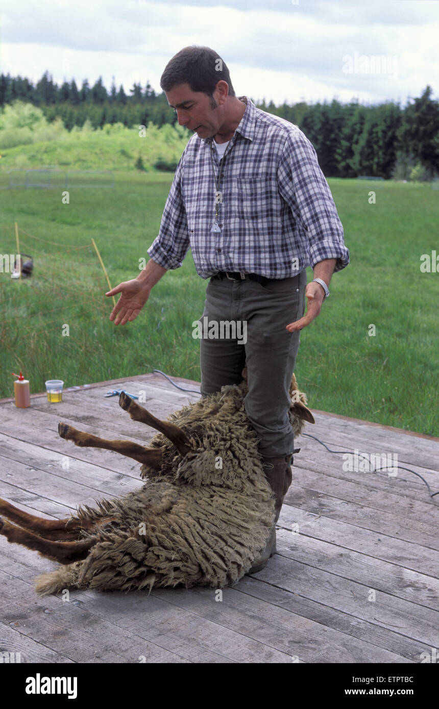 Sheperd sheep hi-res stock photography and images - Alamy