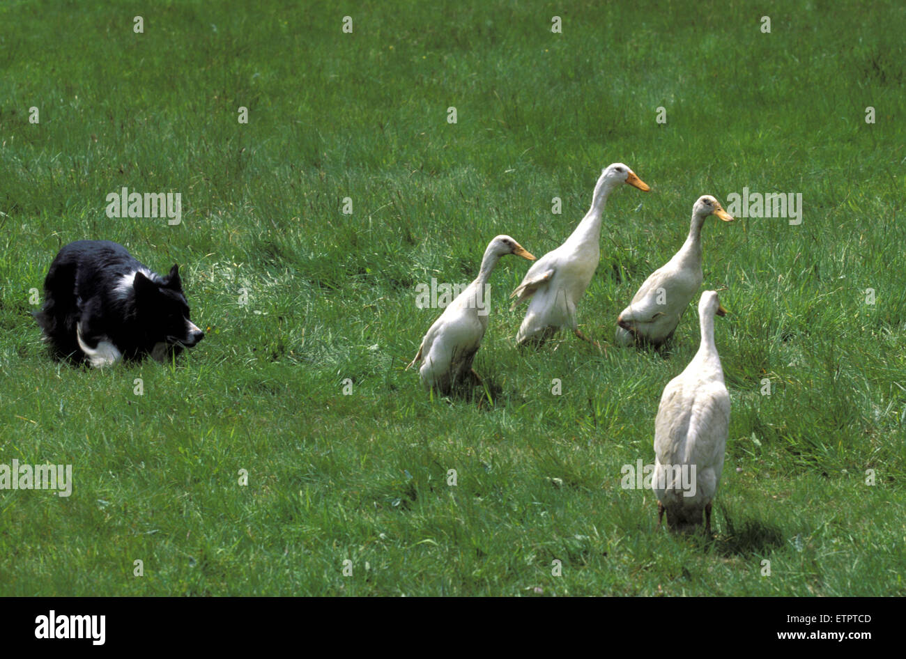 Chase ducks hi-res stock photography and images - Alamy