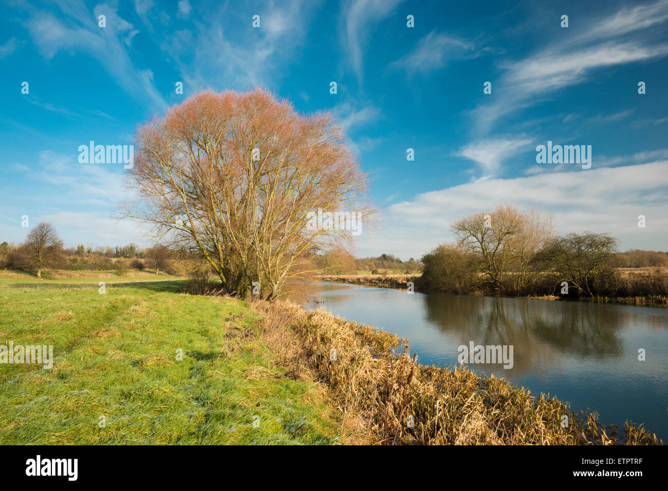 Willow tree on the bank of the River Nene, Peterborough, Cambridgeshire ...