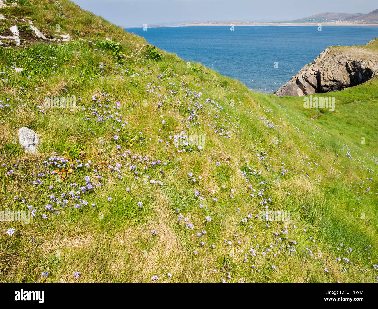 Spring Squill, scilla verna, growing on Worm's Head on the Gower ...