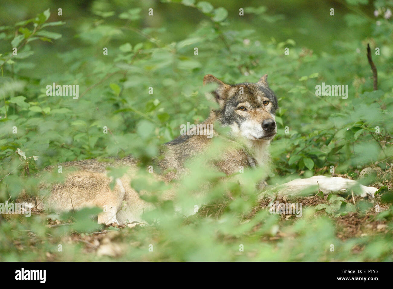 Hidden wolf forest hi-res stock photography and images - Alamy