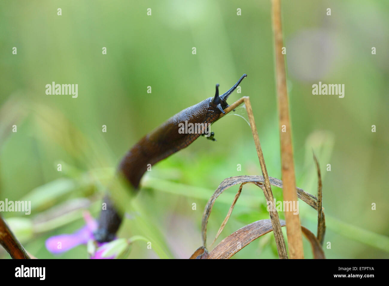 Spanish slug, Arion vulgaris, blade of grass, side view, climb Stock ...