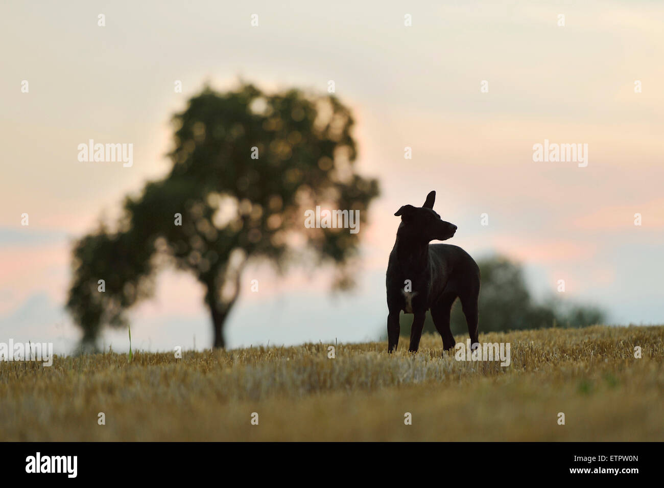 Mixed Breed Dog, field, standing, dusk Stock Photo - Alamy