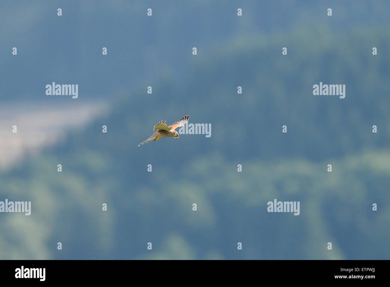 Kestrel, Falco tinnunculus, side view, fly Stock Photo - Alamy