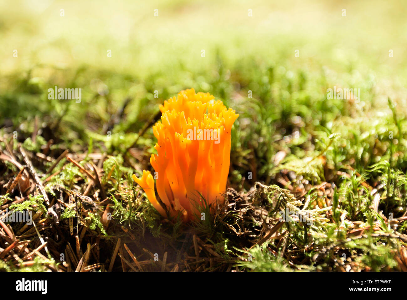 Yellow stagshorn, Calocera viscosa, mushroom Stock Photo - Alamy