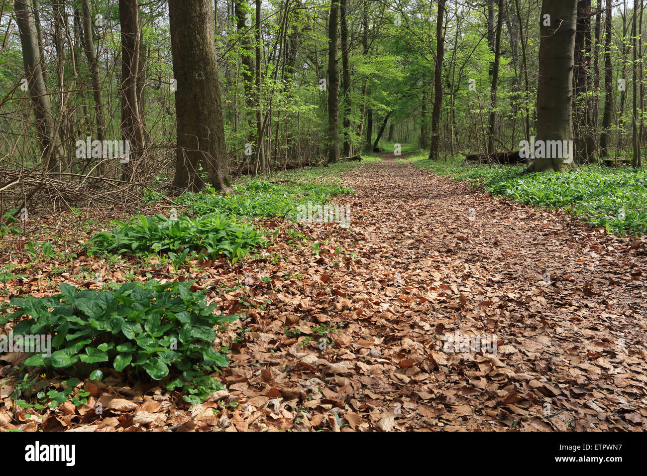 Wetlands scenery in spring Stock Photo - Alamy