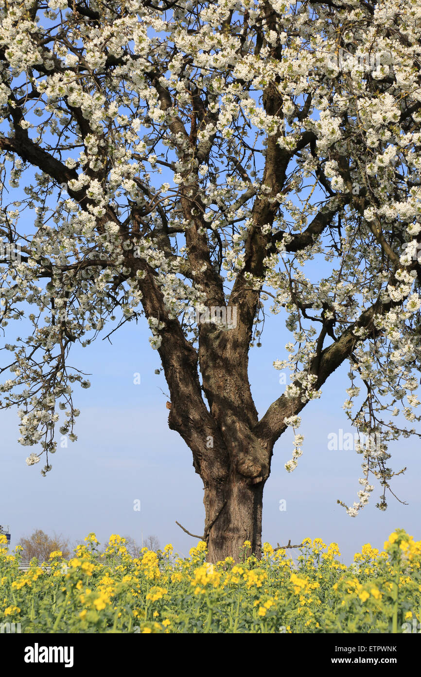 Wild apple tree, blossoming in rape field, Malus sylvestris Stock Photo ...