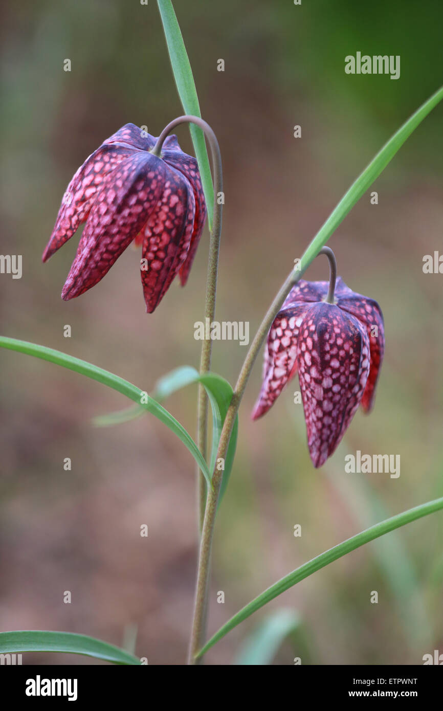 The Chess Flower High Resolution Stock Photography and Images - Alamy