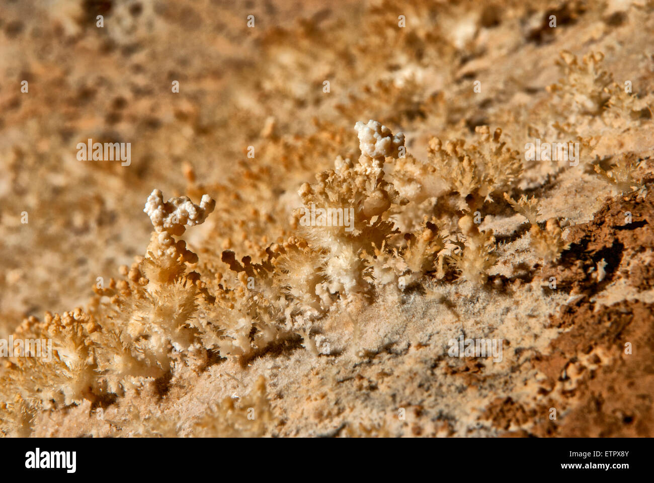 small crystal tree in a cave Stock Photo - Alamy