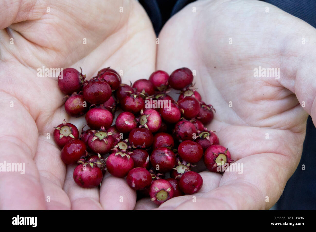 A handful Murta berries, Südchile Stock Photo - Alamy