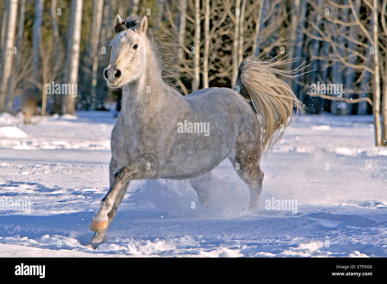 Grey horse galloping hi-res stock photography and images - Alamy