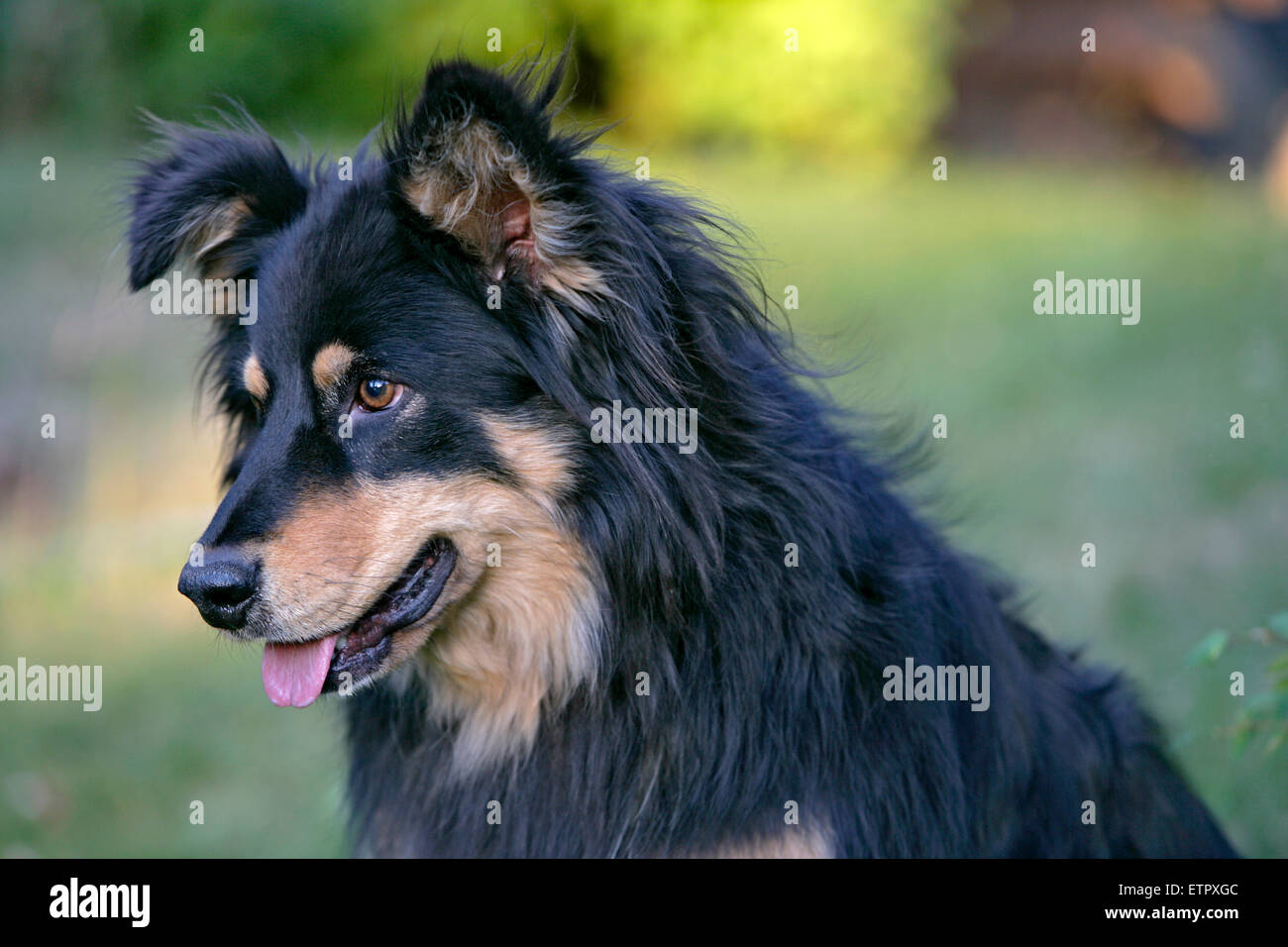 Collie cross hi-res stock photography and images - Alamy