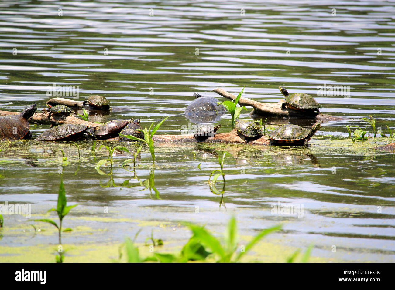 Family of turtles on a lake Stock Photo - Alamy