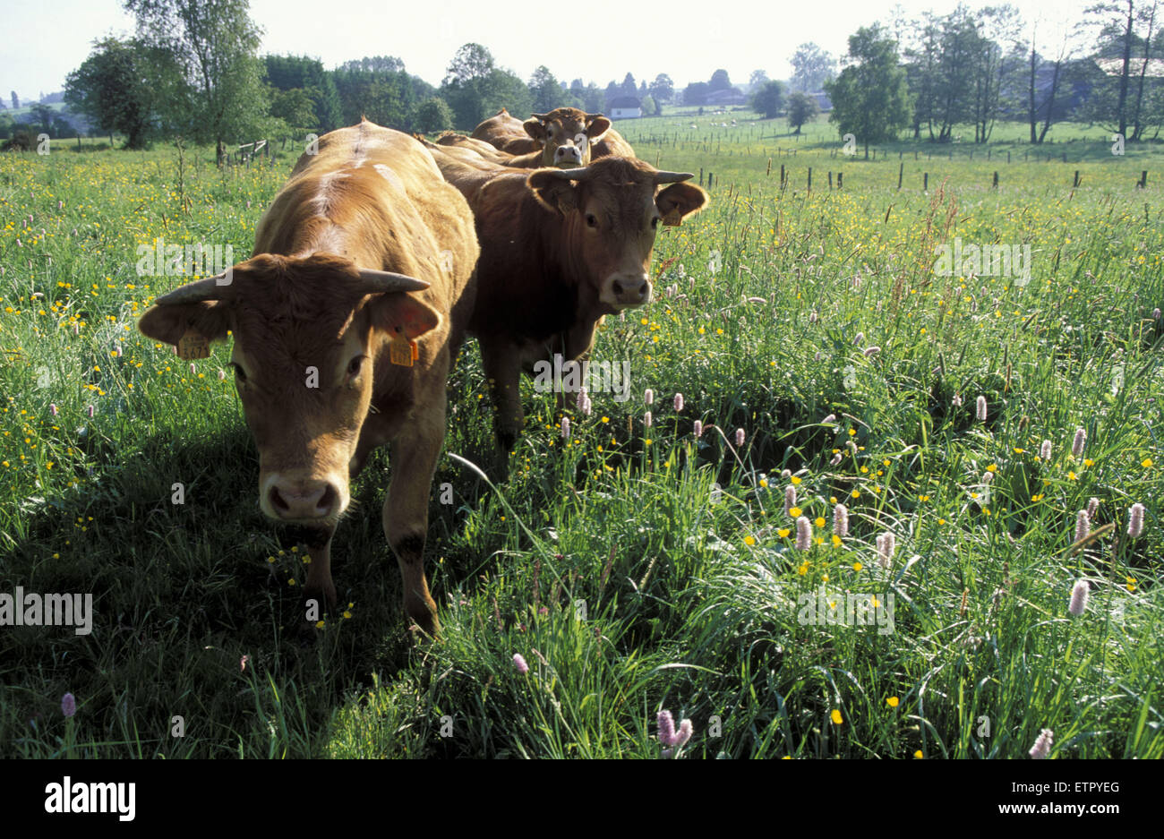 Amel born hi-res stock photography and images - Alamy