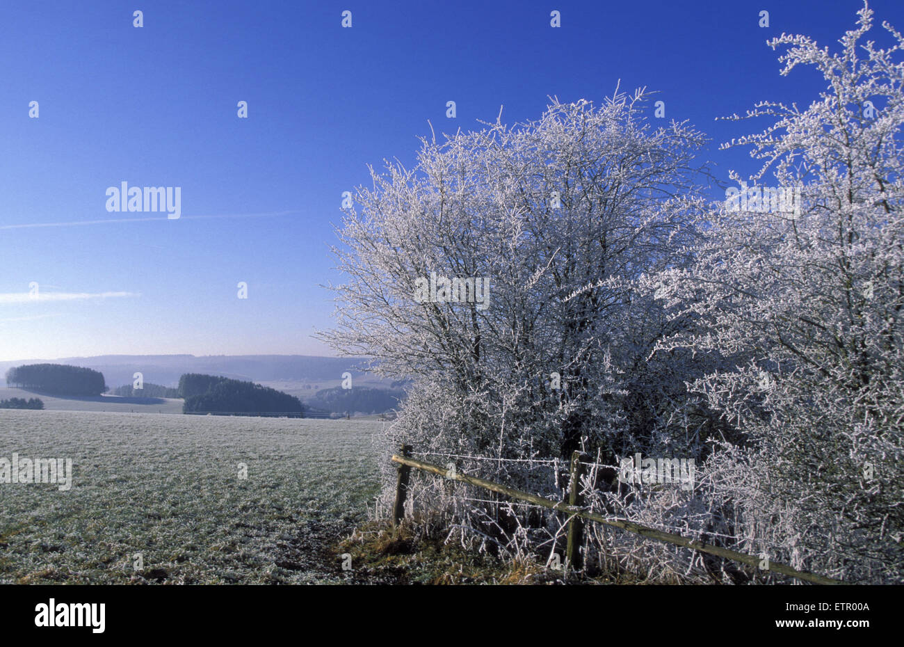 BEL, Belgium, Eastbelgium, winter landscape near Burg-Reuland ...