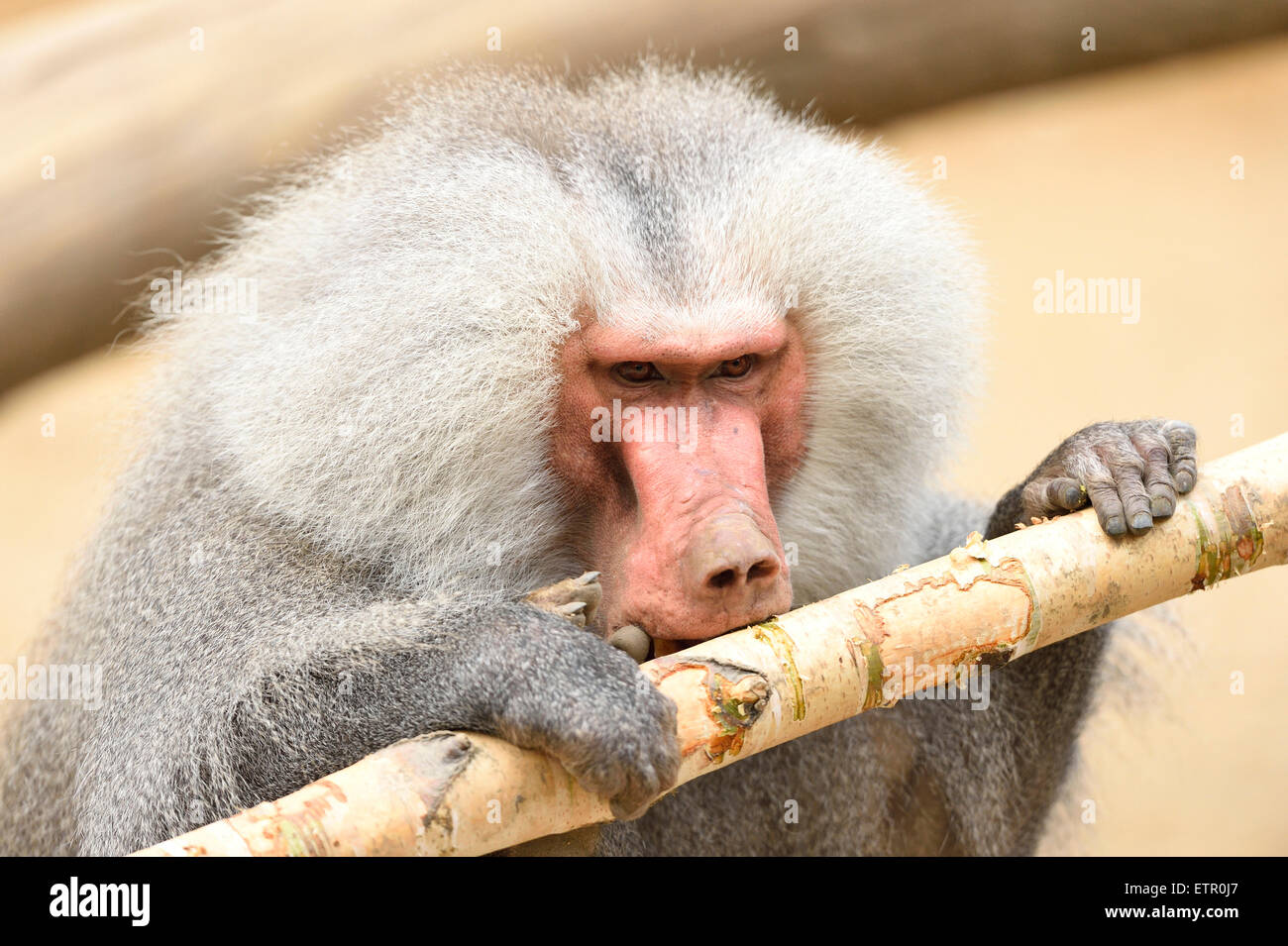 Hamadryas baboon, Papio hamadryas, male, half portrait, trunk, bite ...