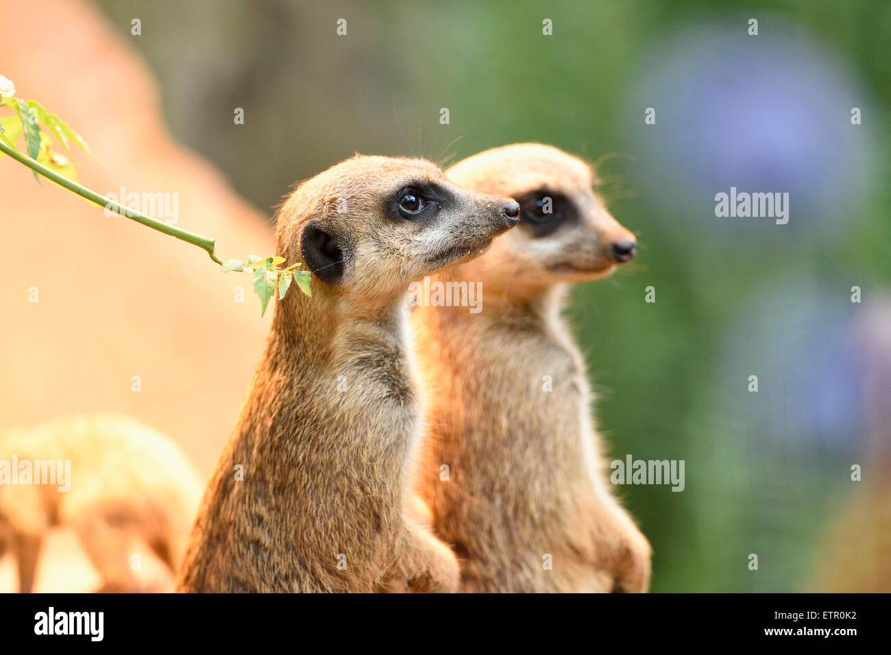 Half animals hi-res stock photography and images - Alamy