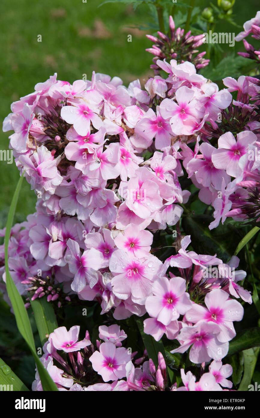 Annual phlox 'Bright Eyes', Phlox paniculata Stock Photo - Alamy