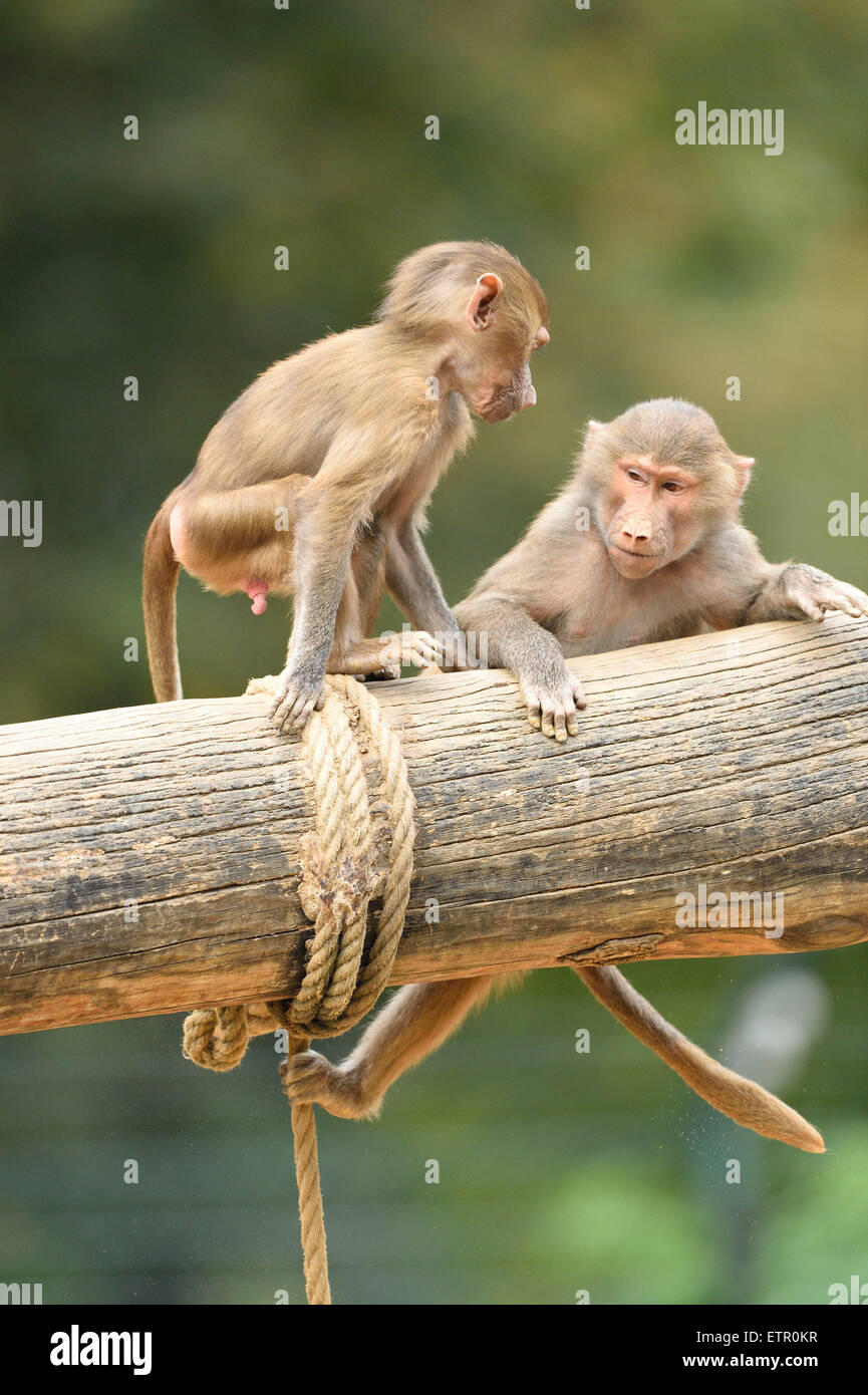 Hamadryas baboons, Papio hamadryas, young animals, trunk, side view ...