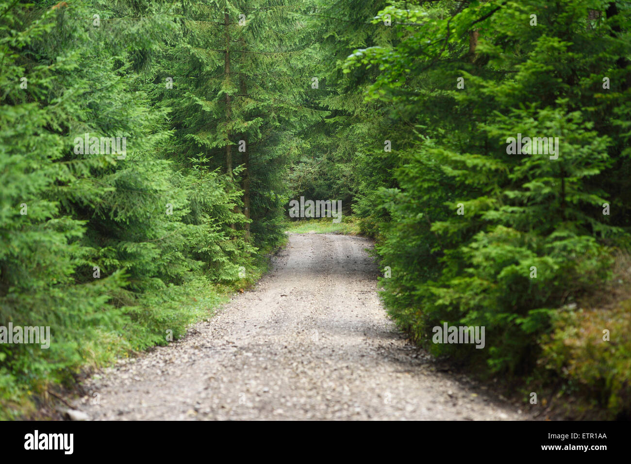 Landscape, forest path, spruce forest, Picea abies Stock Photo - Alamy
