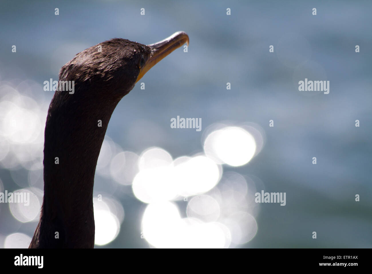 Cormorant in the fish- and vegetable market of Valdivia, Chile Stock ...
