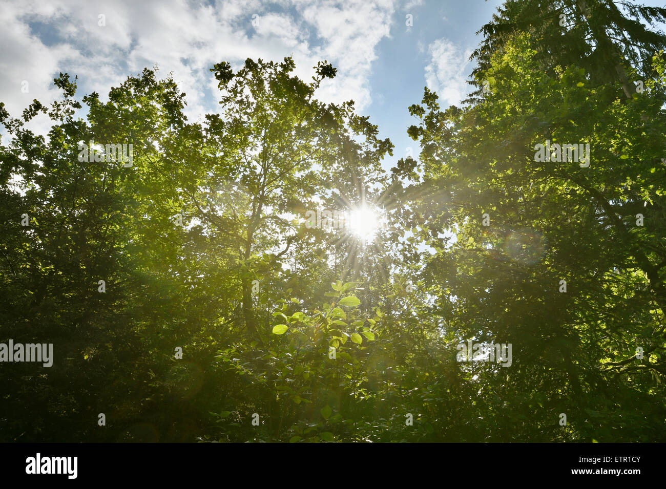 Landscape, mixed forest, the sun, sky Stock Photo - Alamy