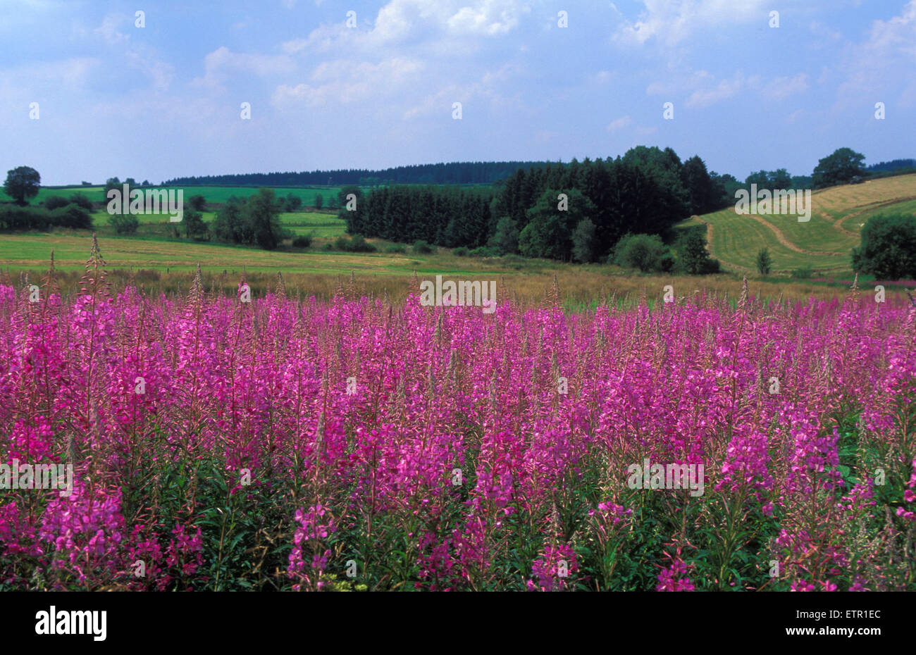 Buellingen hi-res stock photography and images - Alamy