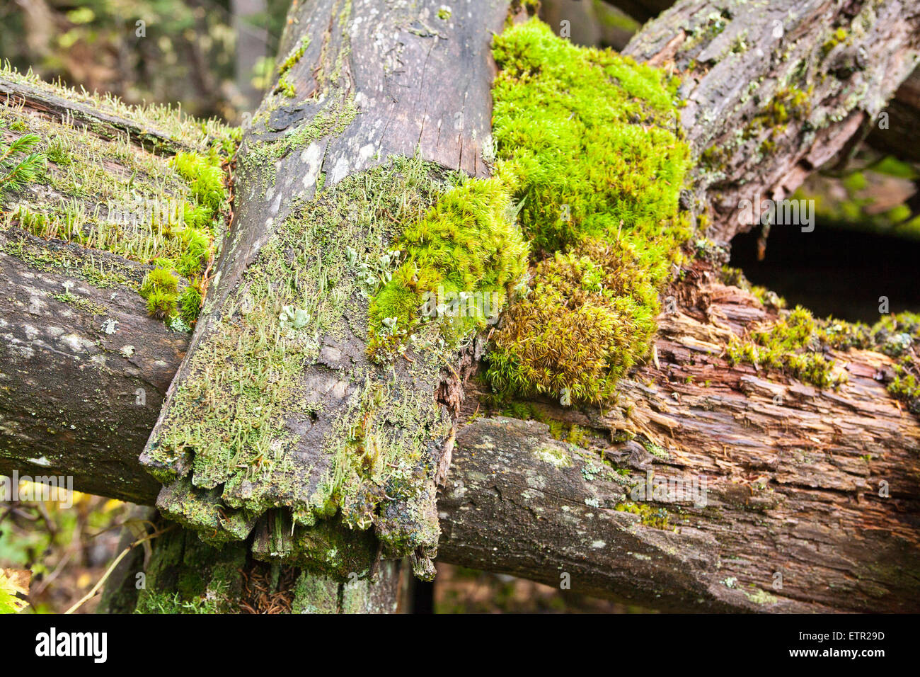 decayed wooden hut Stock Photo - Alamy