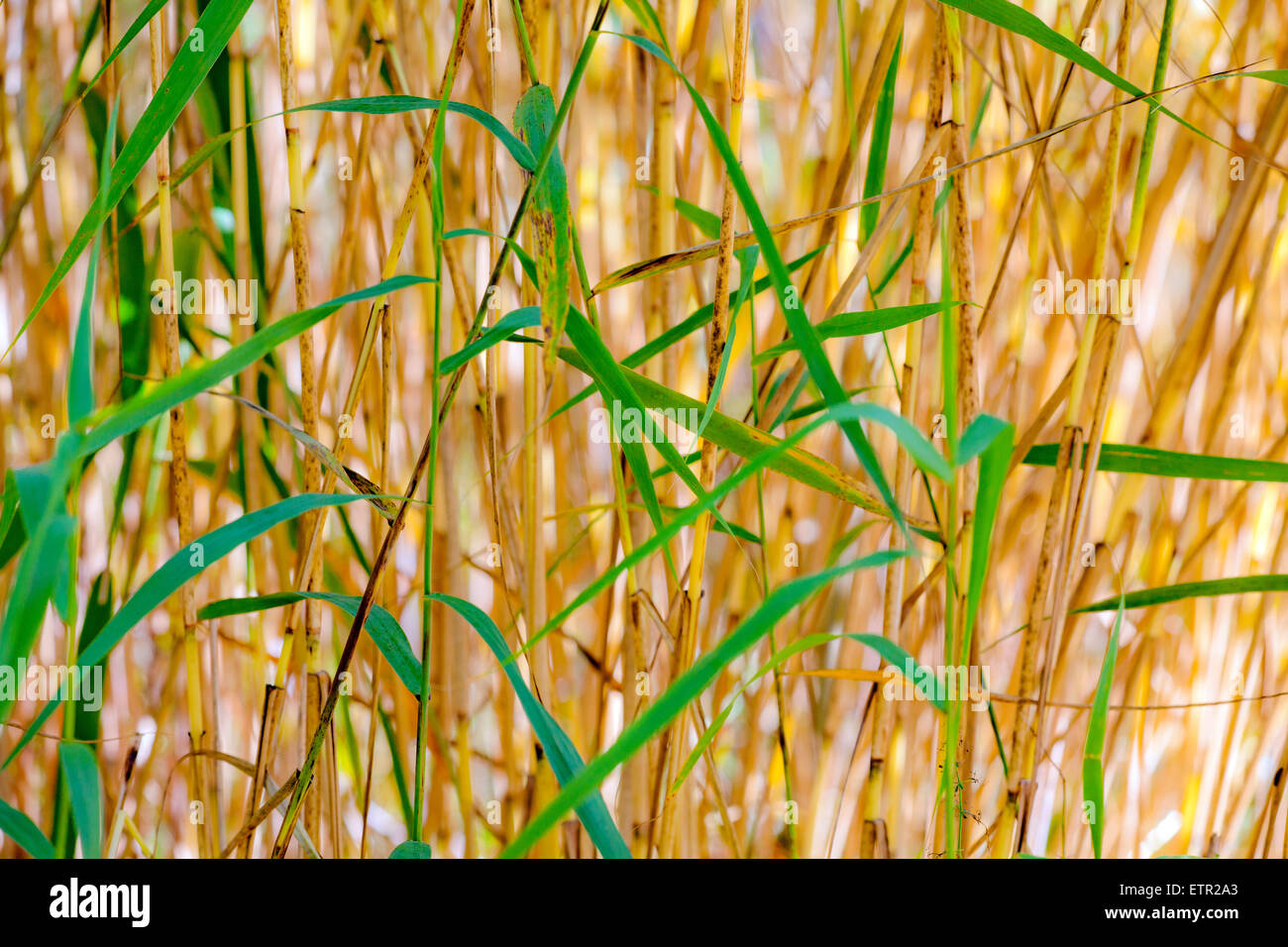 Thin reed hi-res stock photography and images - Alamy