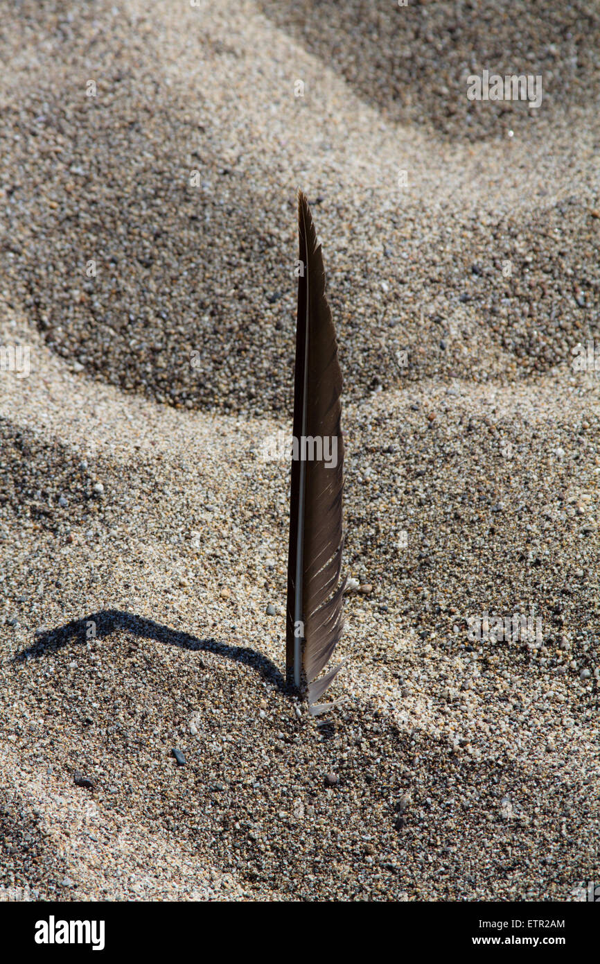 Feather stuck hi-res stock photography and images - Alamy