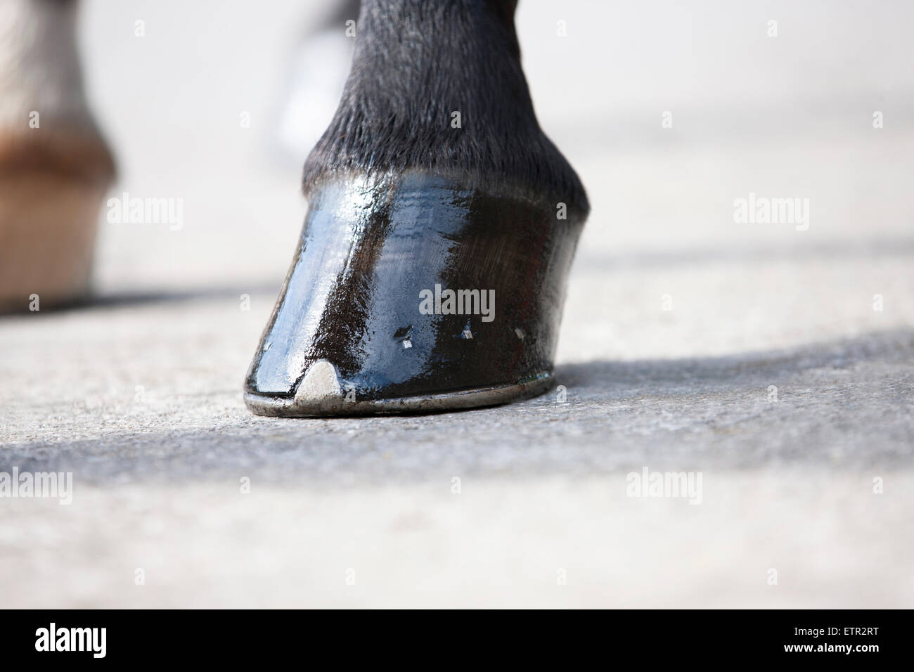 Hoof Feet High Resolution Stock Photography and Images - Alamy