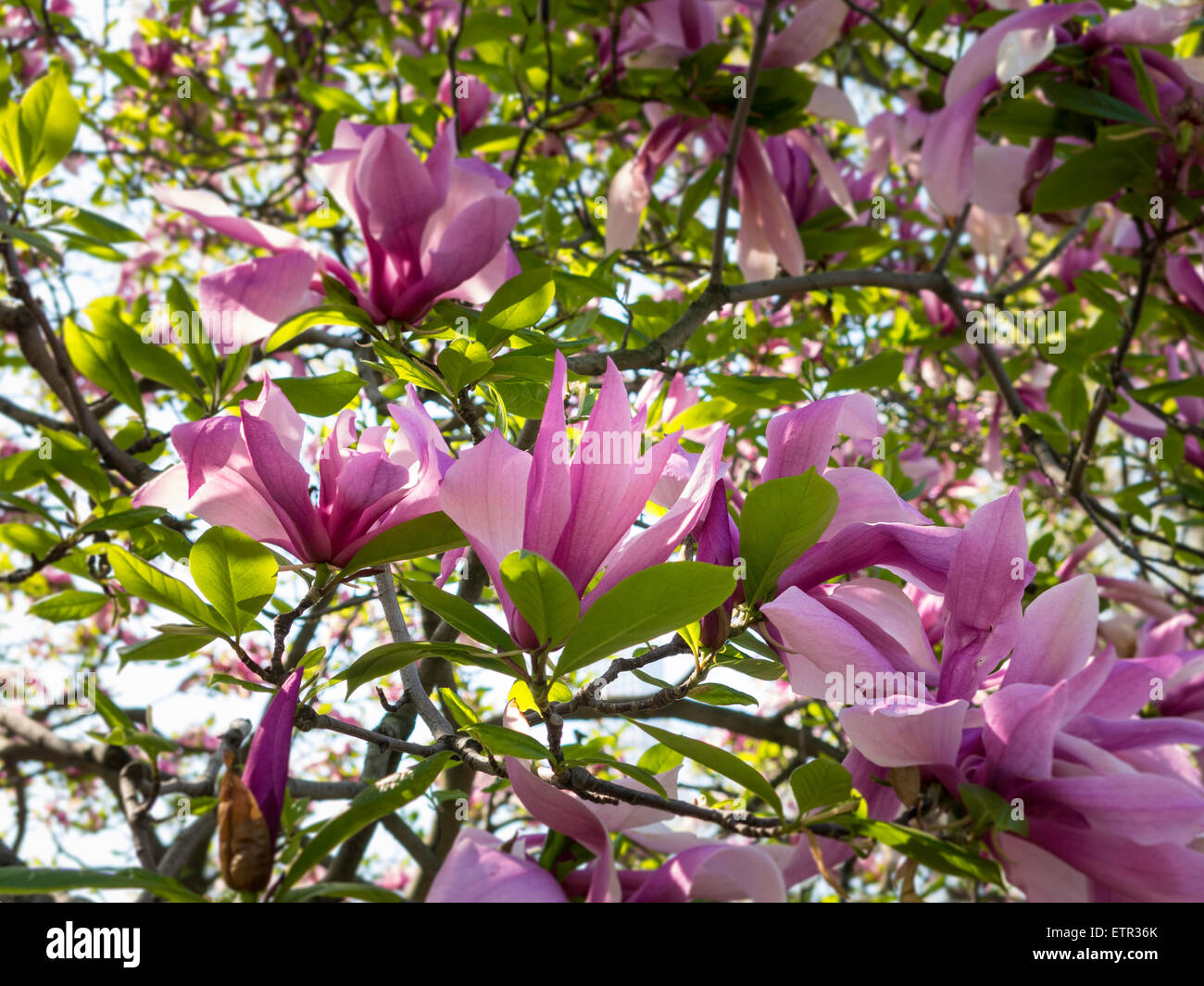 Springtime Trees with Blossoms in Central Park, NYC Stock Photo - Alamy