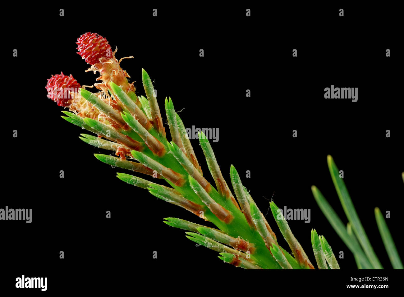 Close up of a spruce tree branch with red flowers Stock Photo - Alamy
