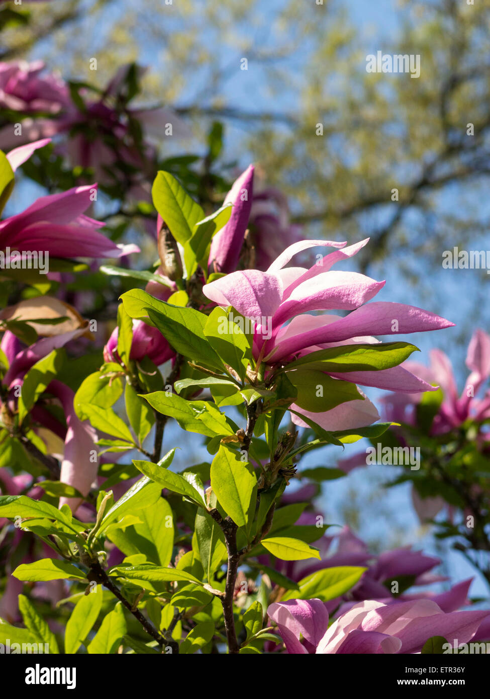 Springtime Trees with Blossoms in Central Park, NYC Stock Photo - Alamy