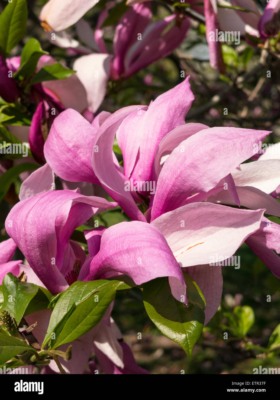 Springtime Trees with Blossoms in Central Park, NYC Stock Photo - Alamy